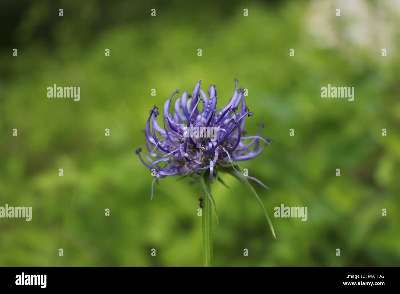Common rampion hi-res stock photography and images - Alamy