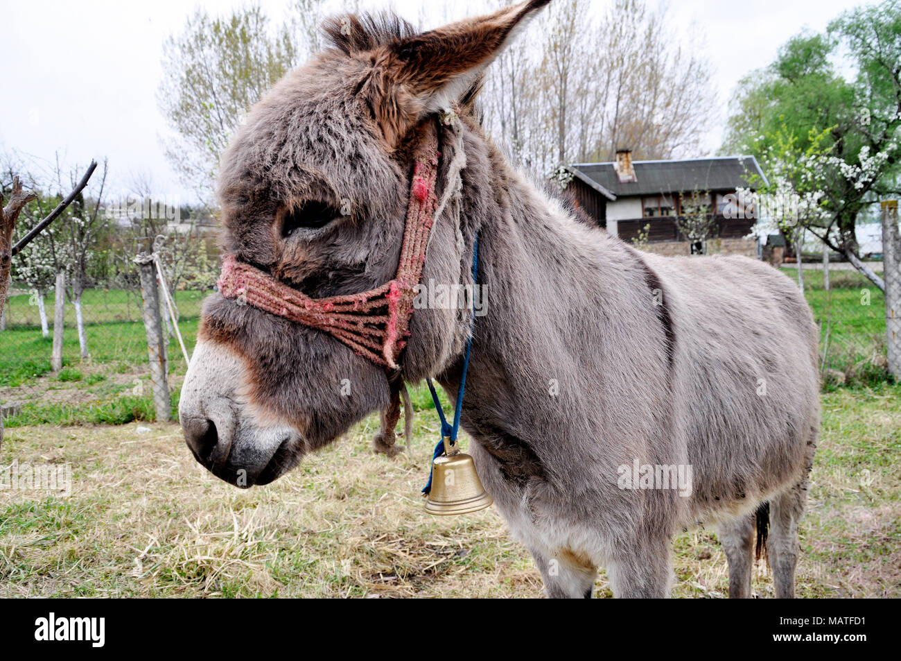 Gray house donkey hi-res stock photography and images - Alamy