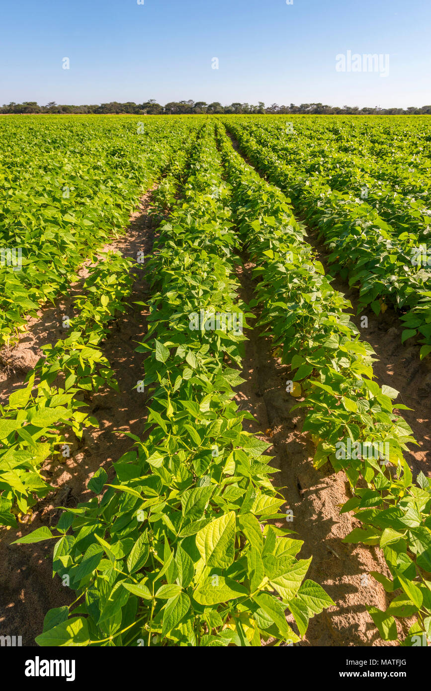 Soya bean crop hi-res stock photography and images - Alamy