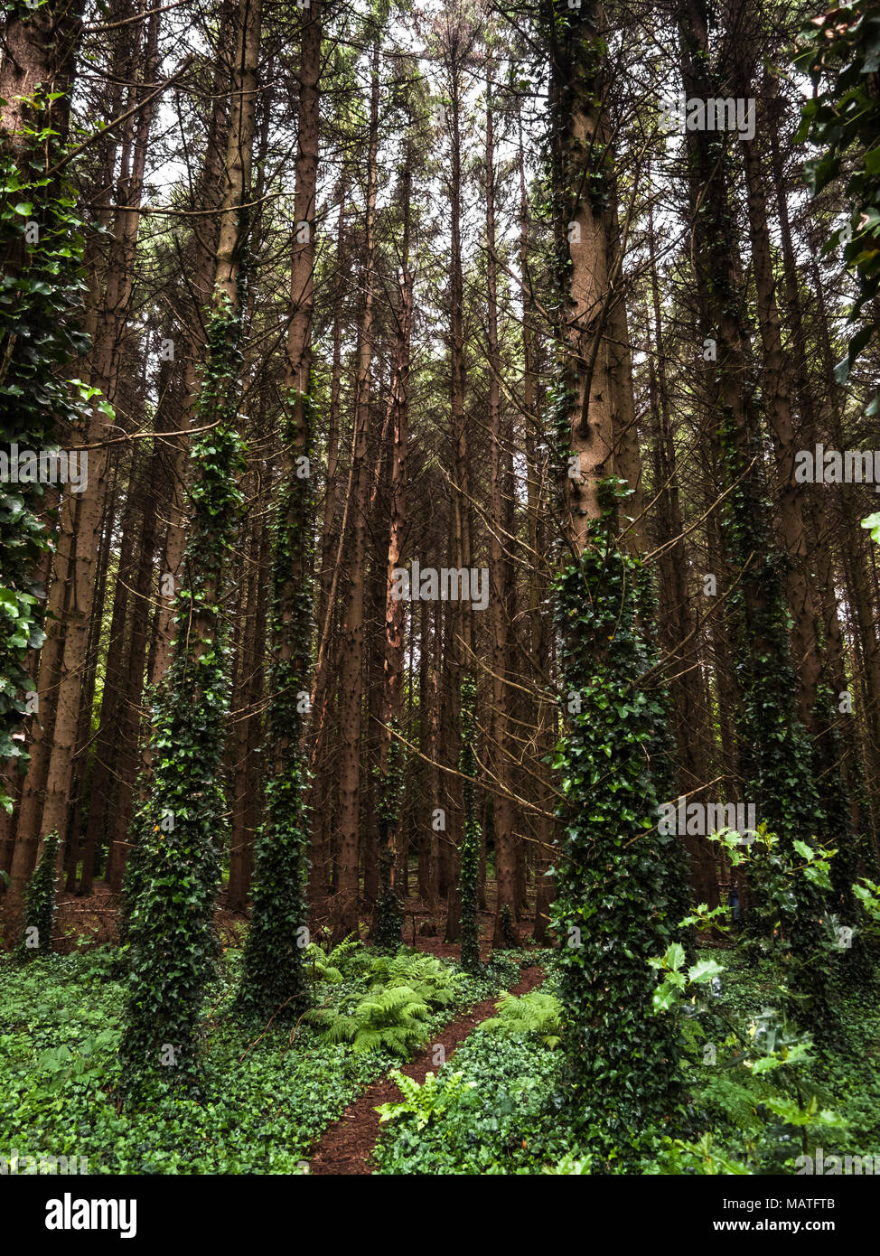 Dense forest tall trees hi-res stock photography and images - Alamy