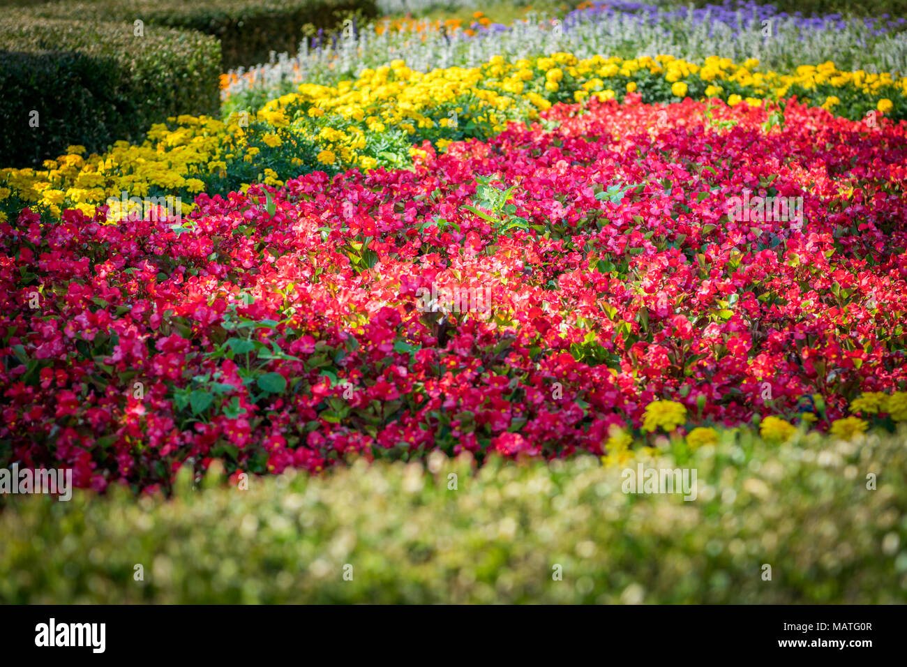 Colorful flower bushes in Grassalkovich garden Stock Photo - Alamy