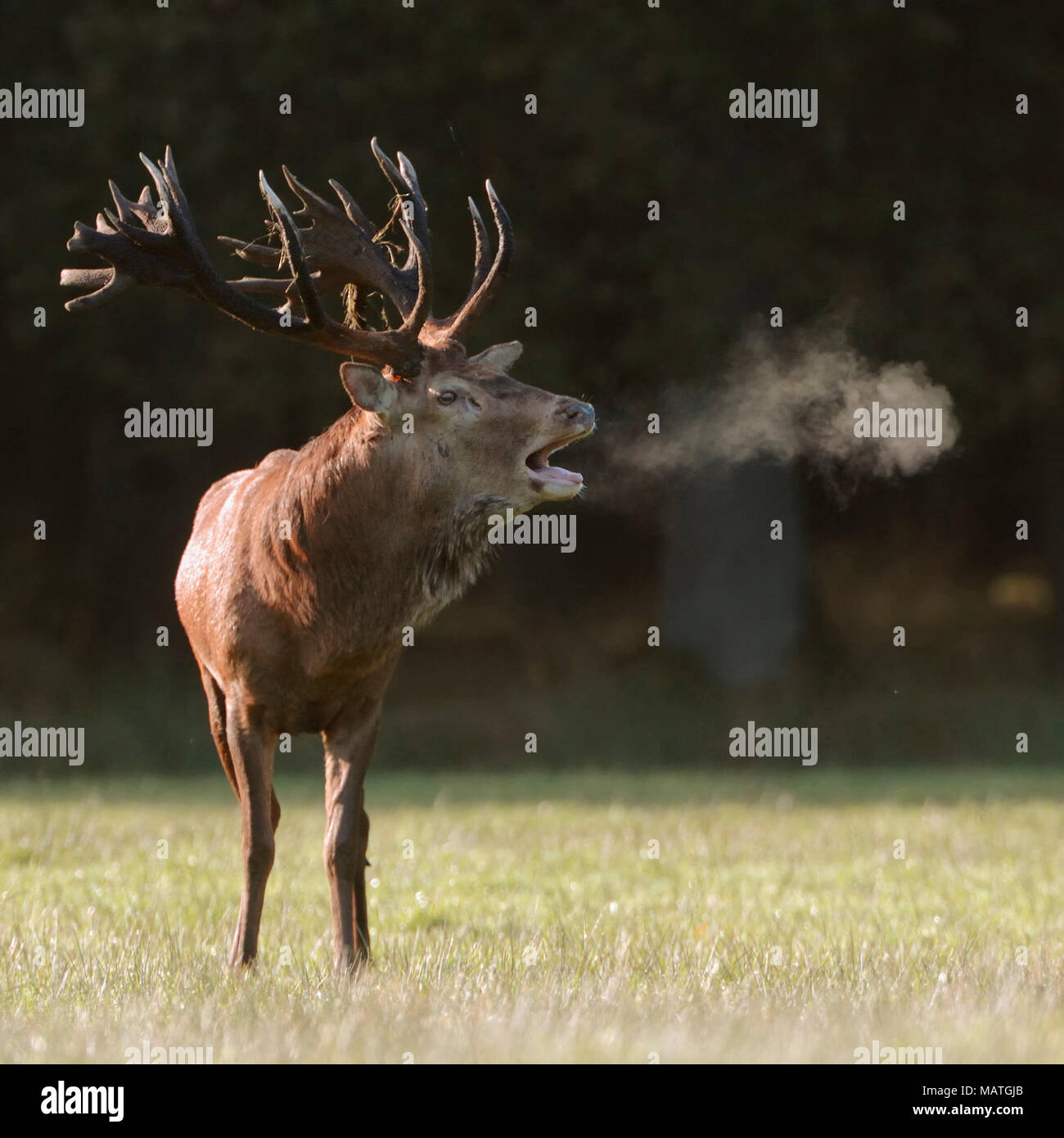 Western red deer hi-res stock photography and images - Alamy