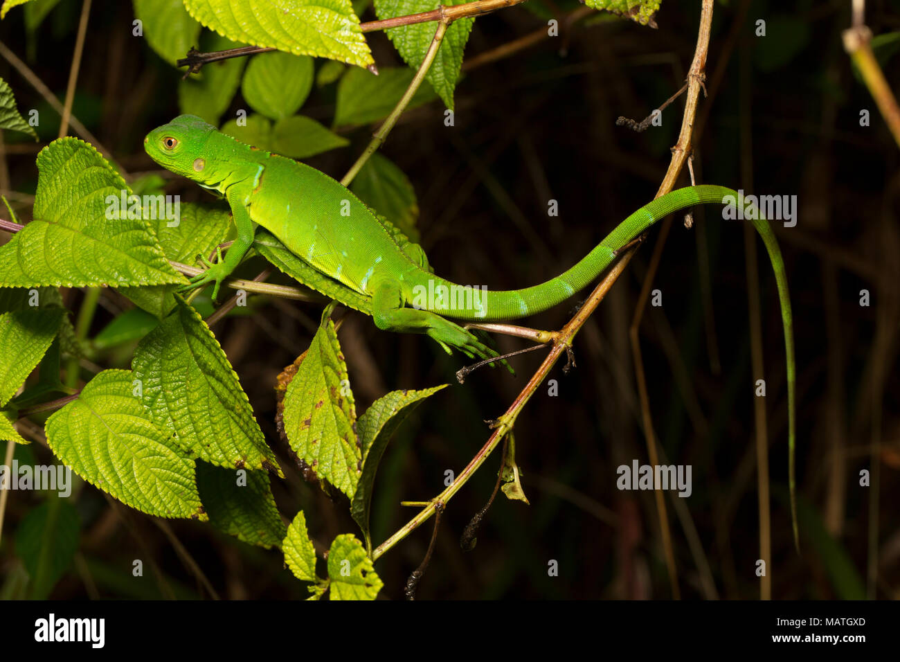 South American Reptiles