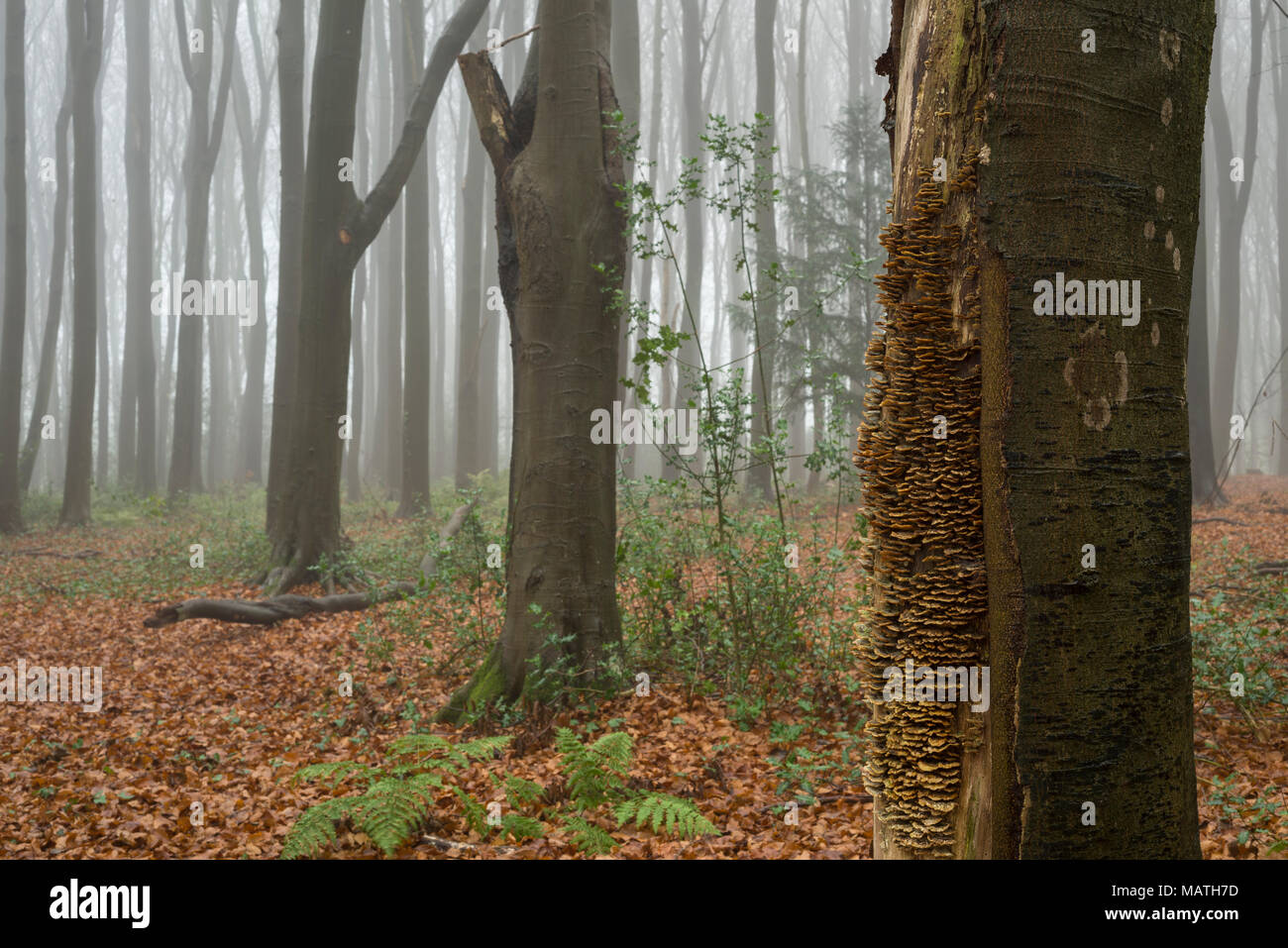 Turkey Tail (Trametes versicolor) fungus on a beech tree in woodland ...