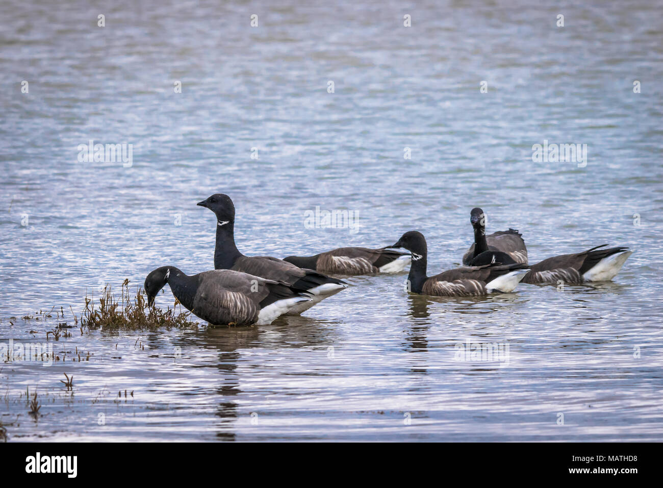 Brent geese bernicla flock foraging hi-res stock photography and images ...