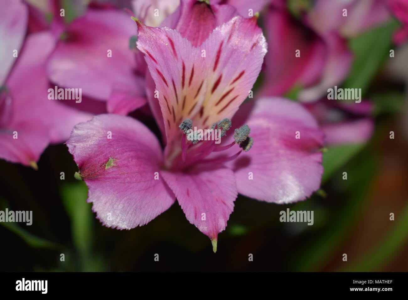 Purple flower alstroemeria close hi-res stock photography and images ...