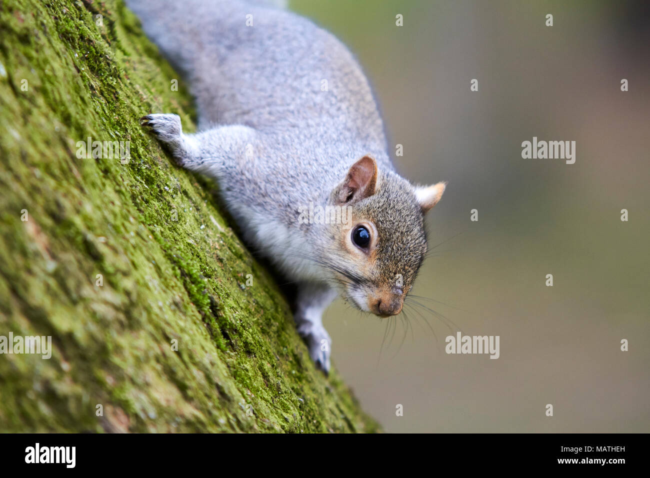 Sciurus carolinensis f hi-res stock photography and images - Alamy