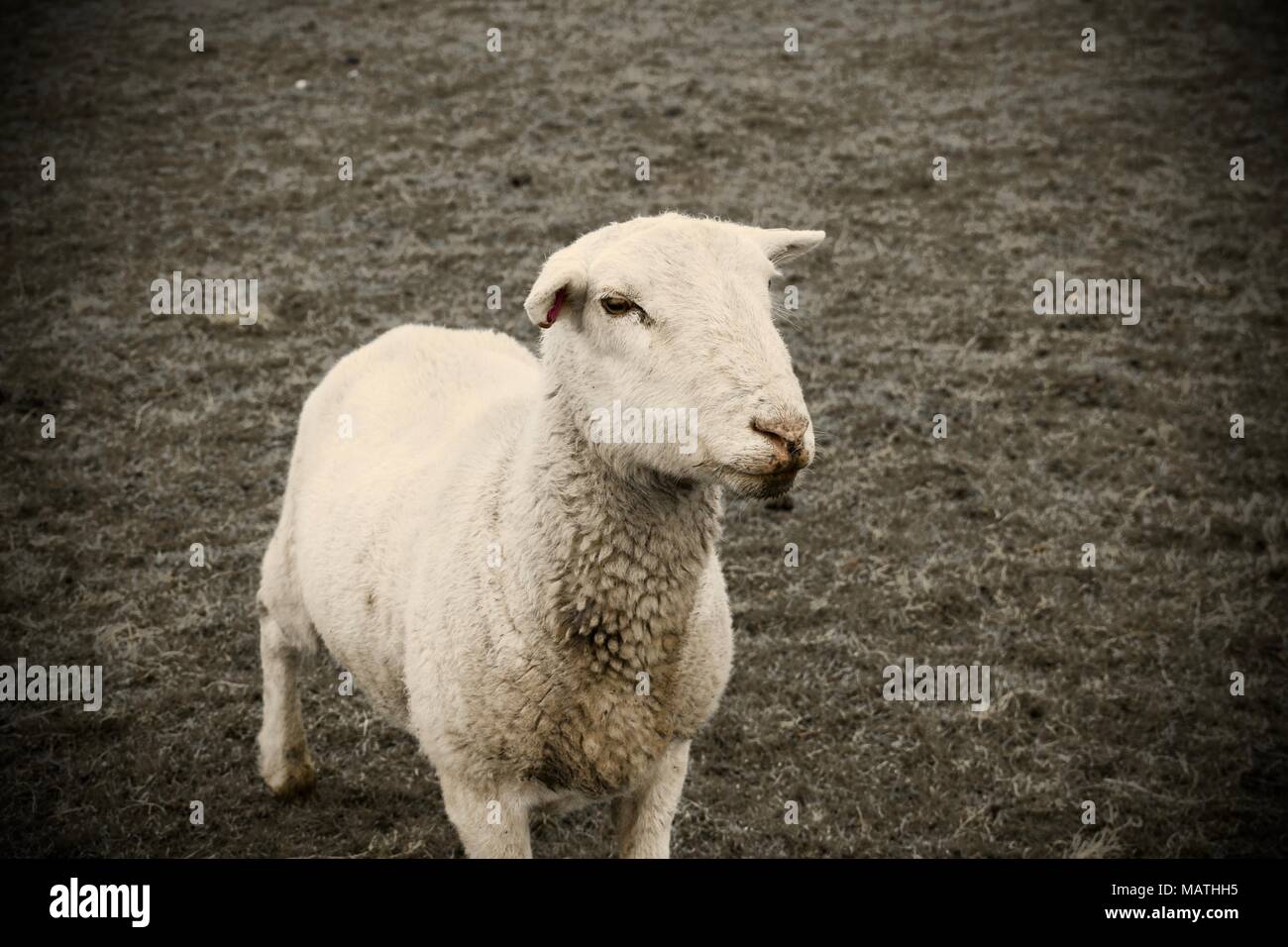 Farmyard animals hi-res stock photography and images - Alamy