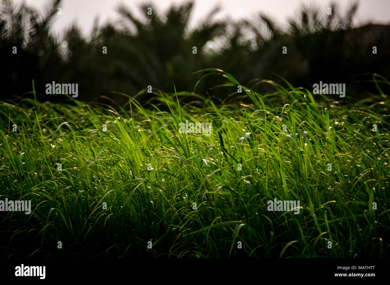grass and lights Stock Photo - Alamy