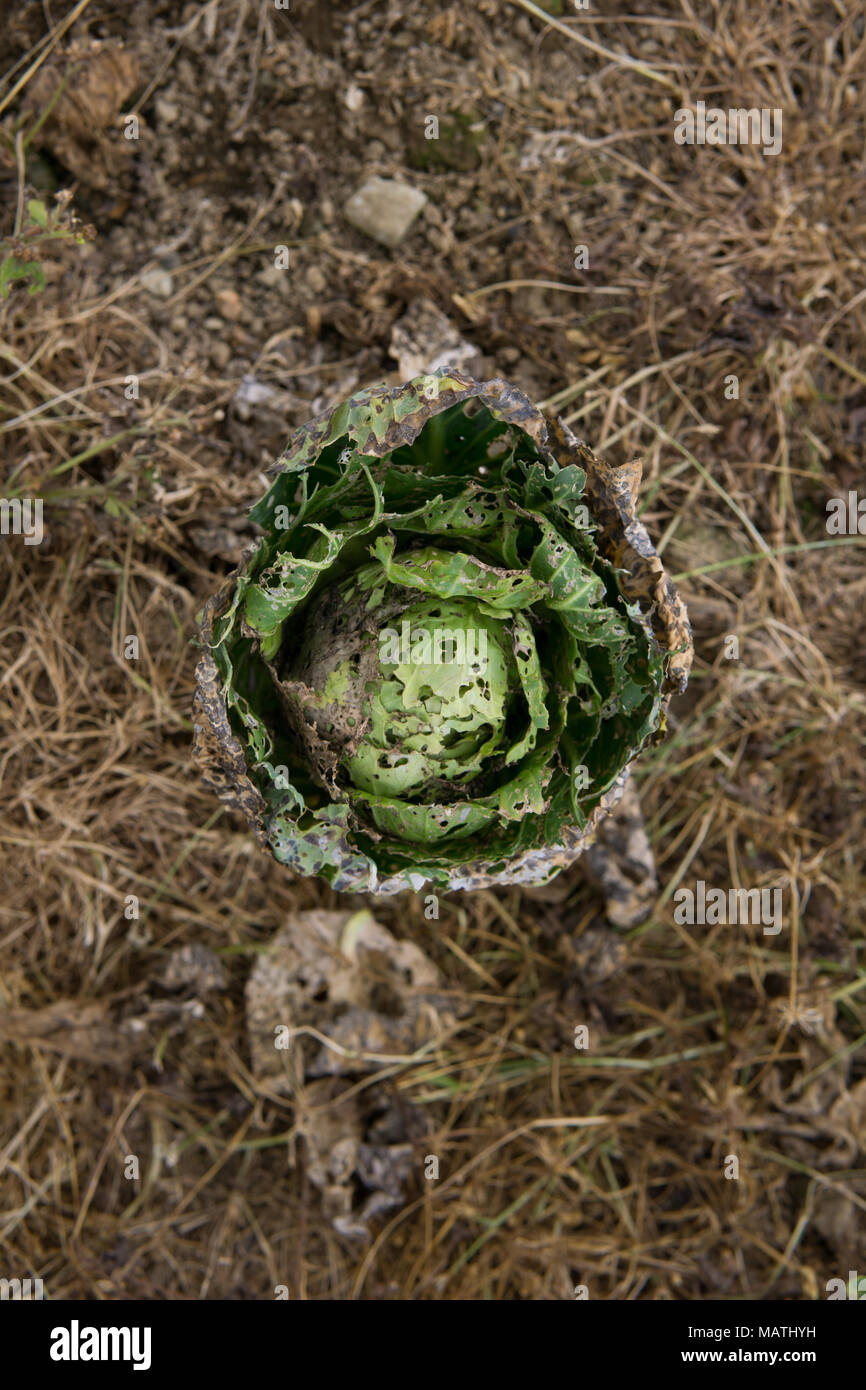Transience hi-res stock photography and images - Alamy