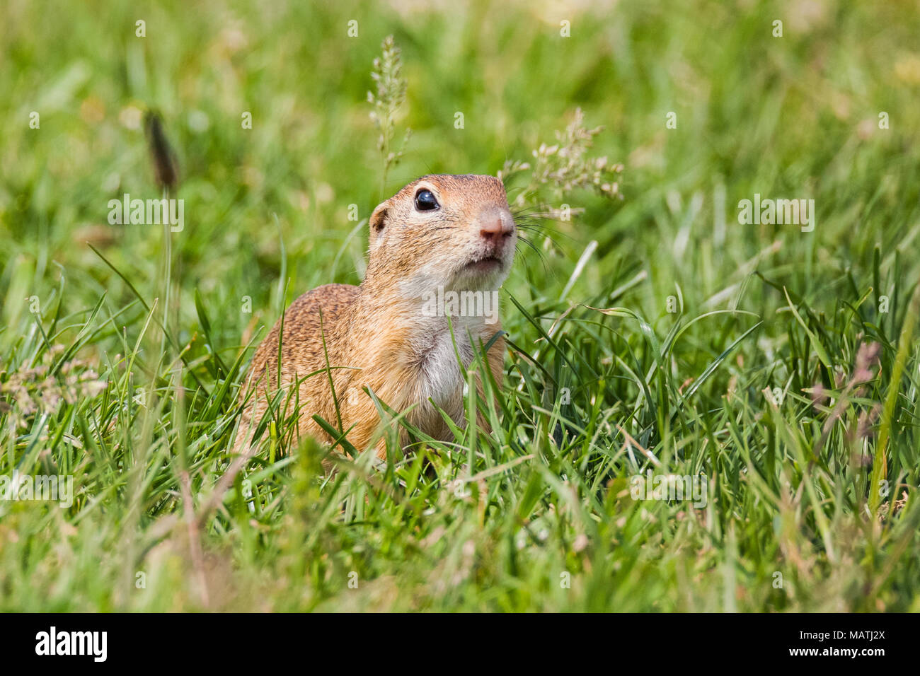 European ground squirrel (Spermophilus citellus), European souslik ...