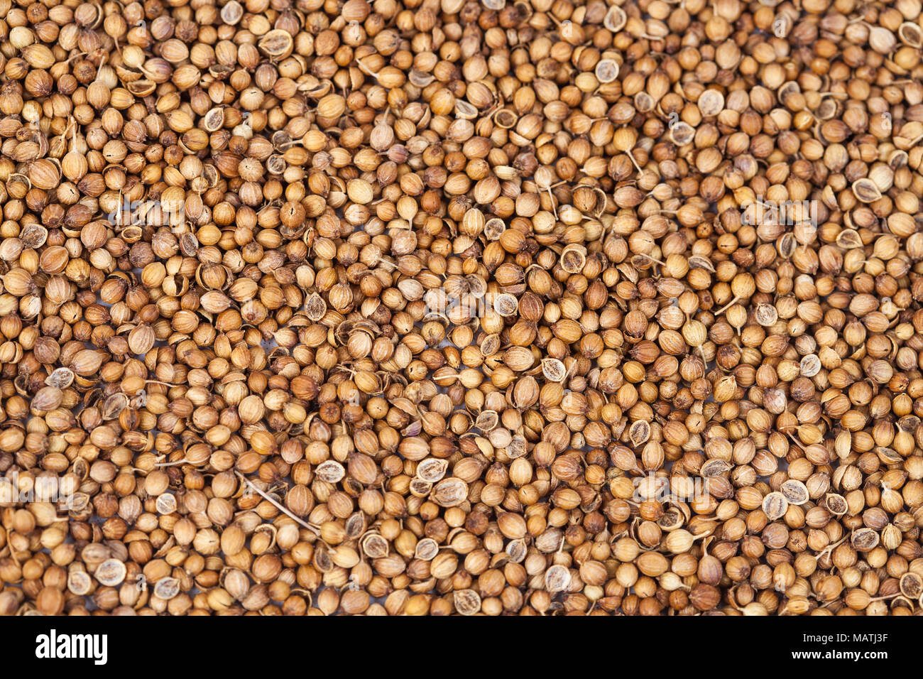 dry Coriander herb on texture background Stock Photo - Alamy