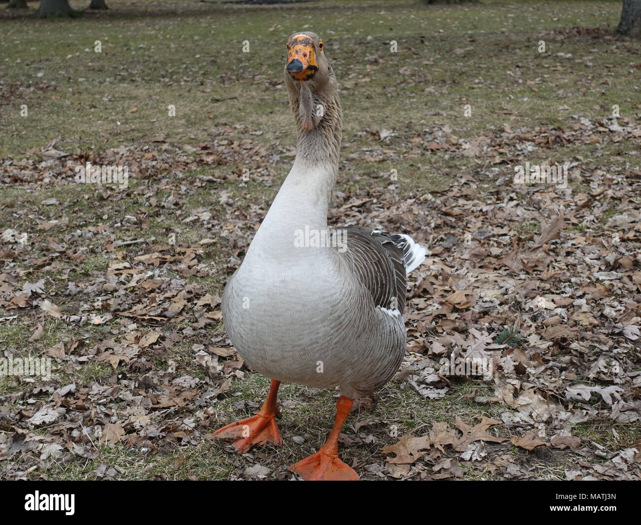 Black brown goose orange beak hi-res stock photography and images - Alamy