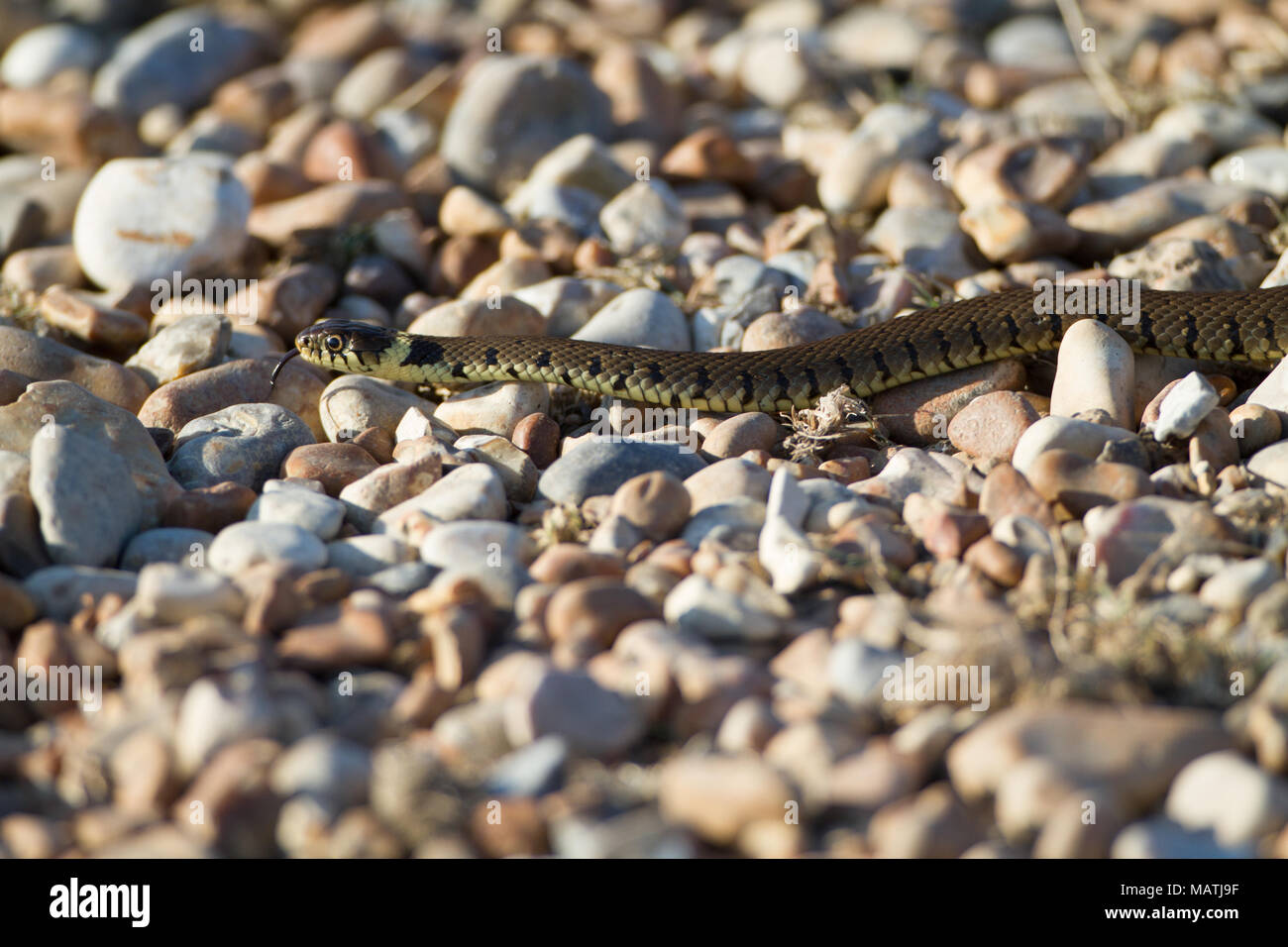 Common Grass Snake (Natrix natrix Stock Photo - Alamy