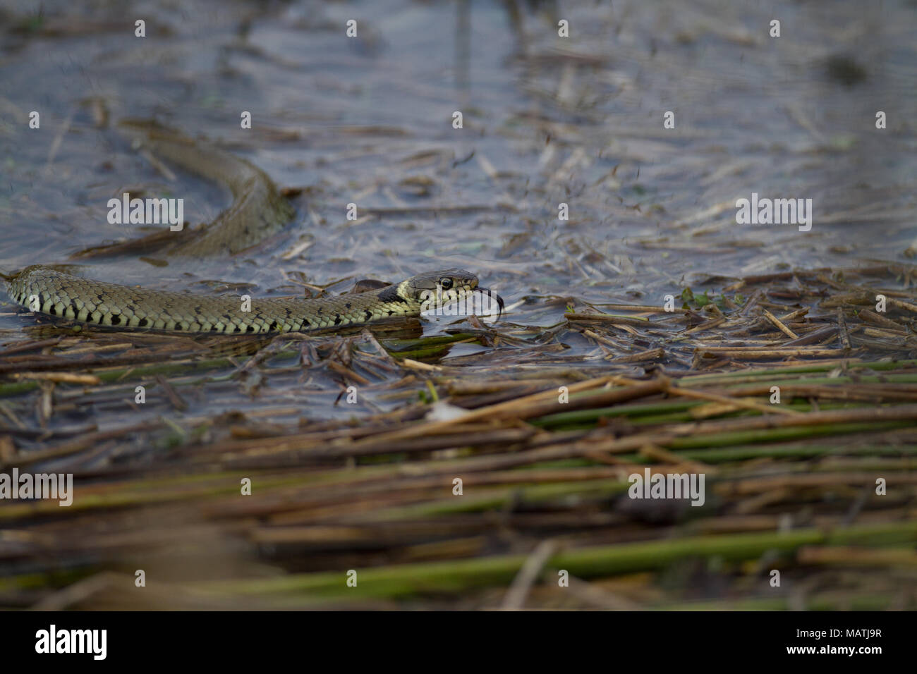 Common Grass Snake (Natrix natrix Stock Photo - Alamy