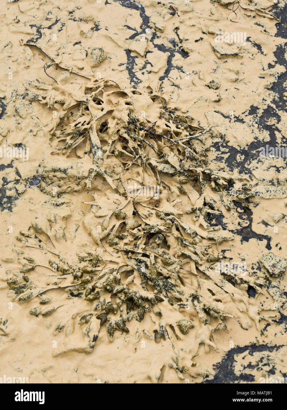 Pollen grains hi-res stock photography and images - Alamy