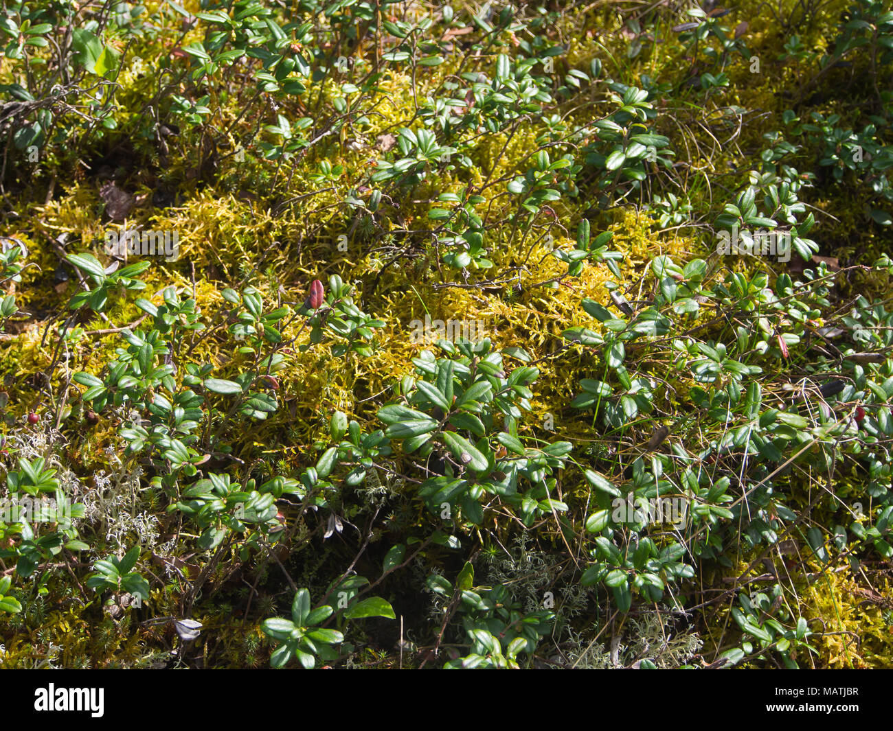 Undisturbed forests hi-res stock photography and images - Alamy
