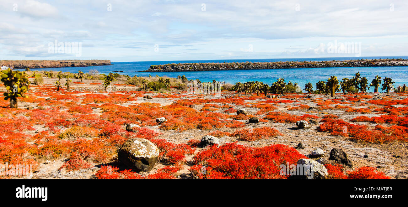 Panoramic of Isla Plaza Sur, is covered with succulent plant of intense ...