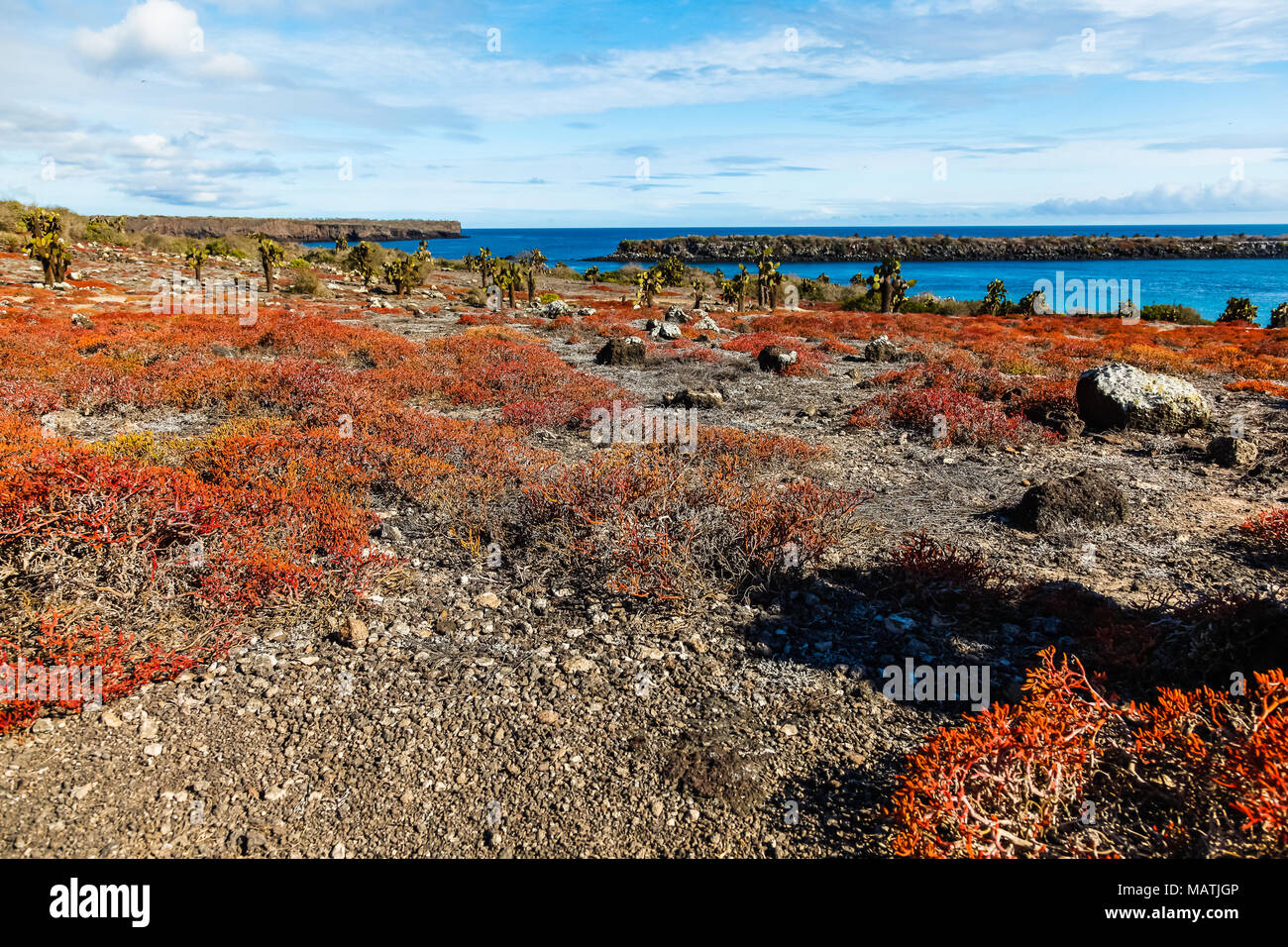 Isla Plaza Sur is covered with succulent plant and opuntia cactus ...