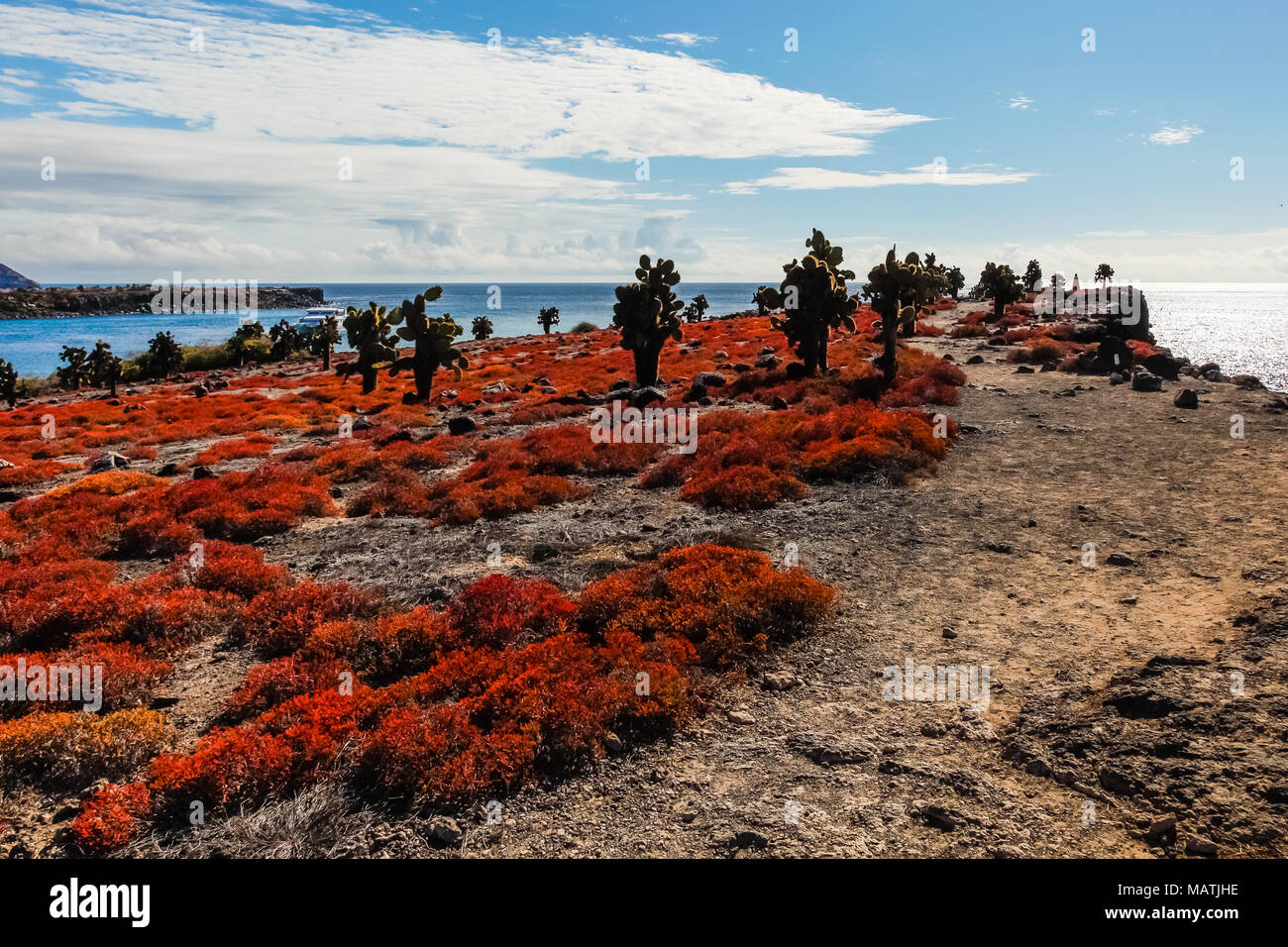 Isla Plaza Sur is covered with succulent plant and opuntia cactus ...