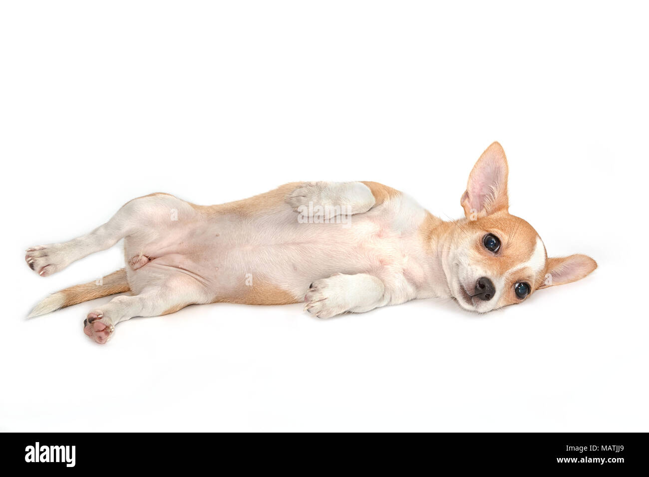Cute chihuahua puppy relax and lying down on white Stock Photo - Alamy