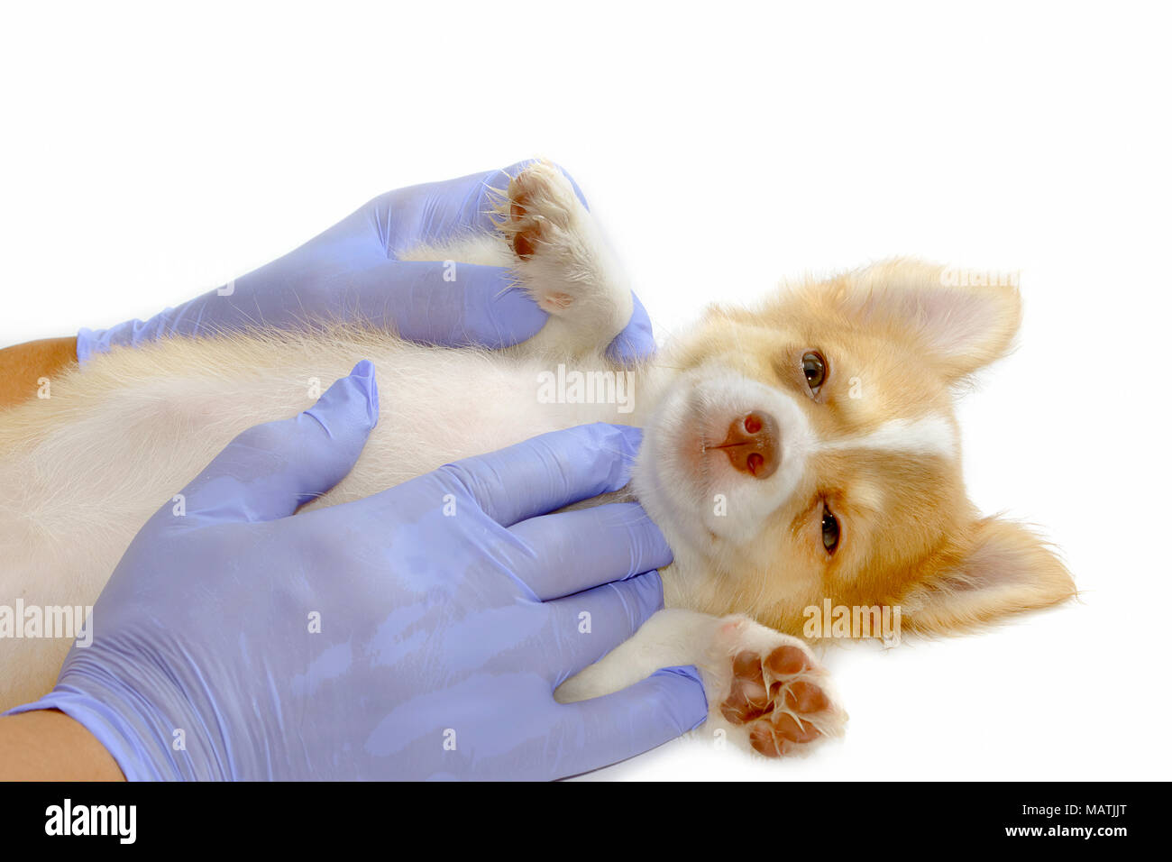 The veterinarian exams chihuahua puppy for checking health Stock Photo ...