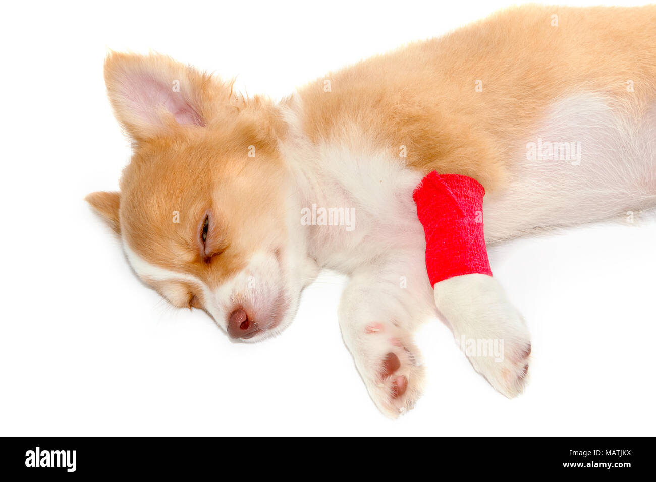 Injured chihuahua dog with bandages on white background Stock Photo - Alamy