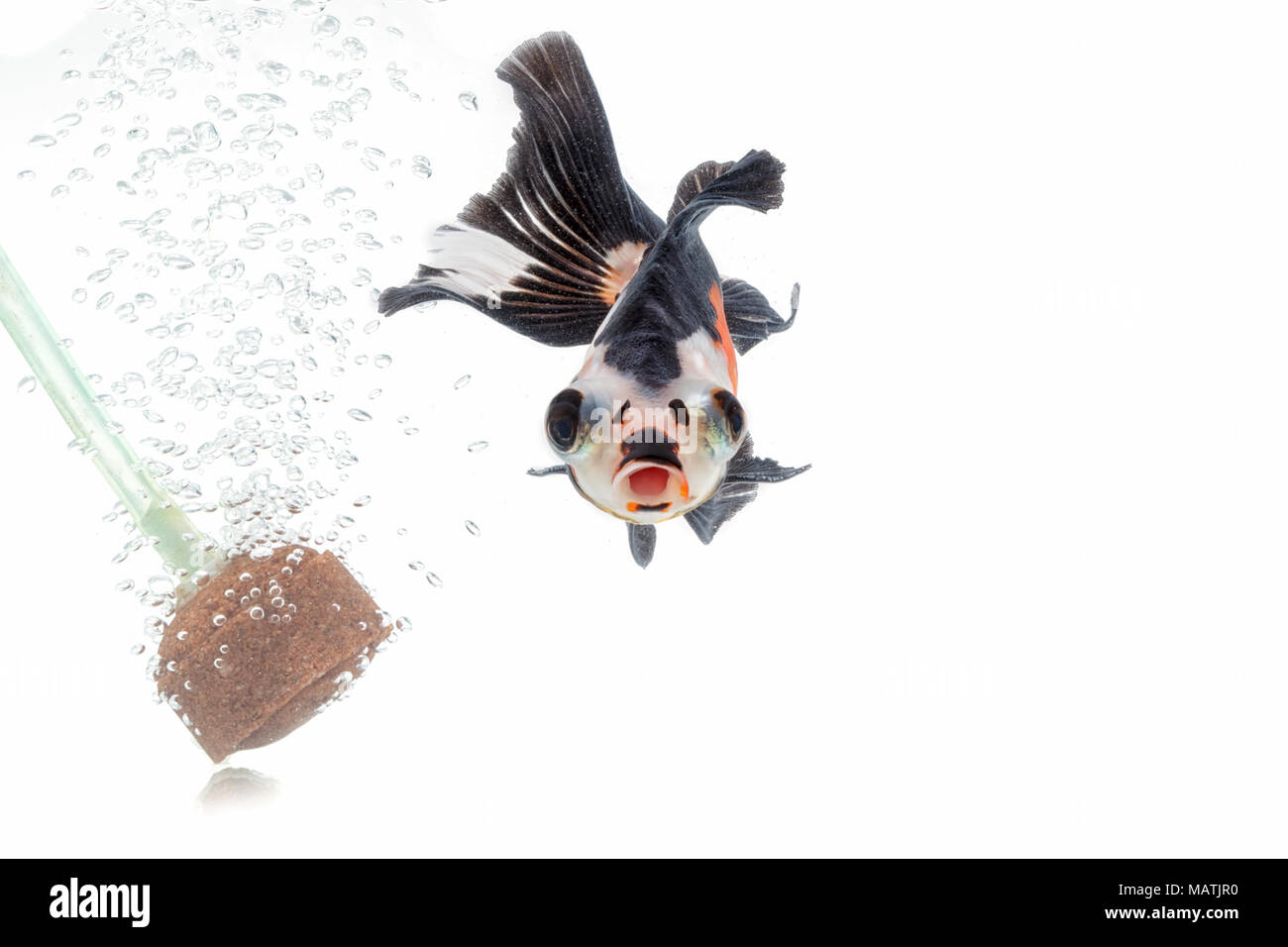 Fancy goldfish hi-res stock photography and images - Alamy