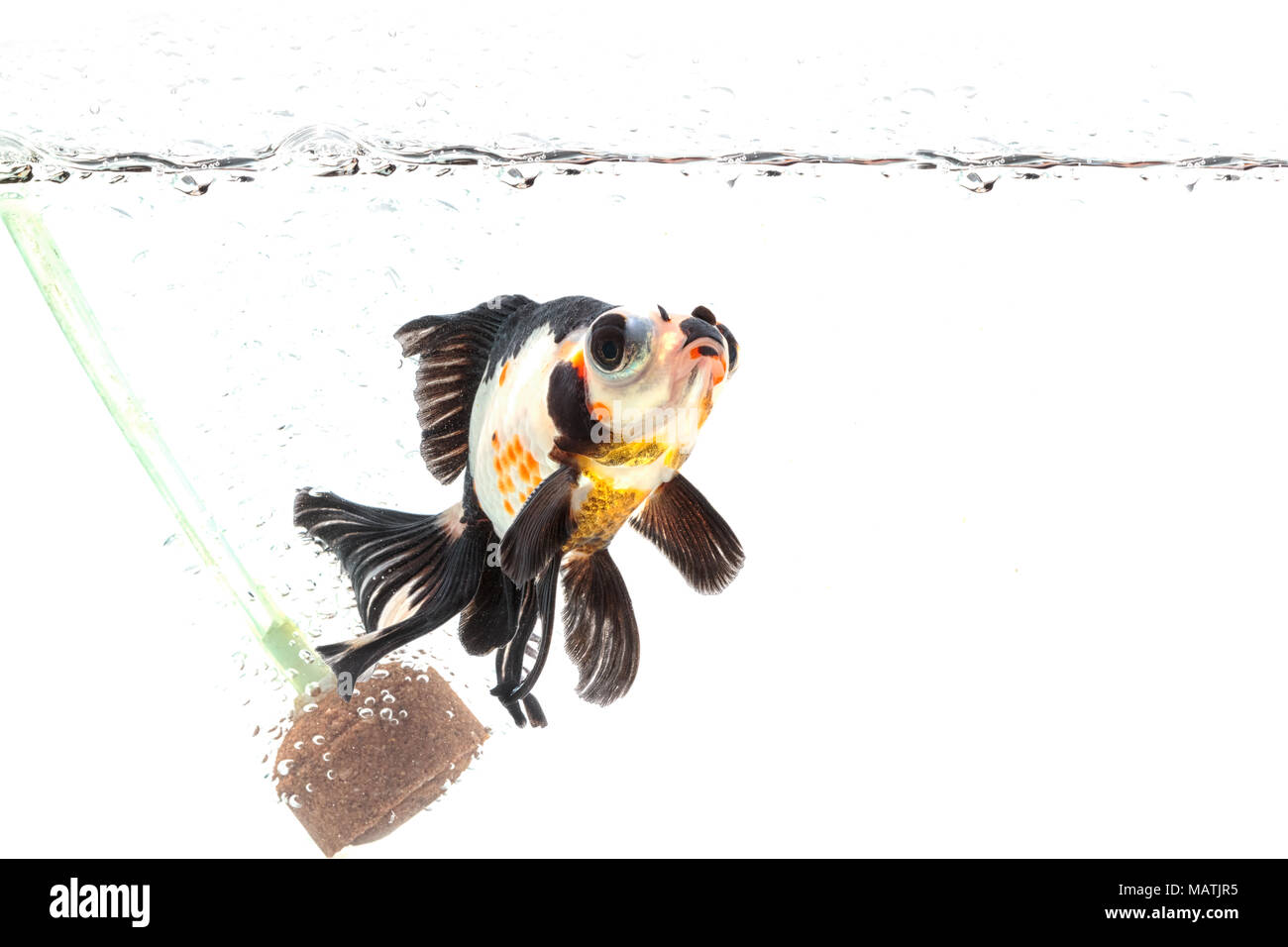 Fancy goldfish hi-res stock photography and images - Alamy