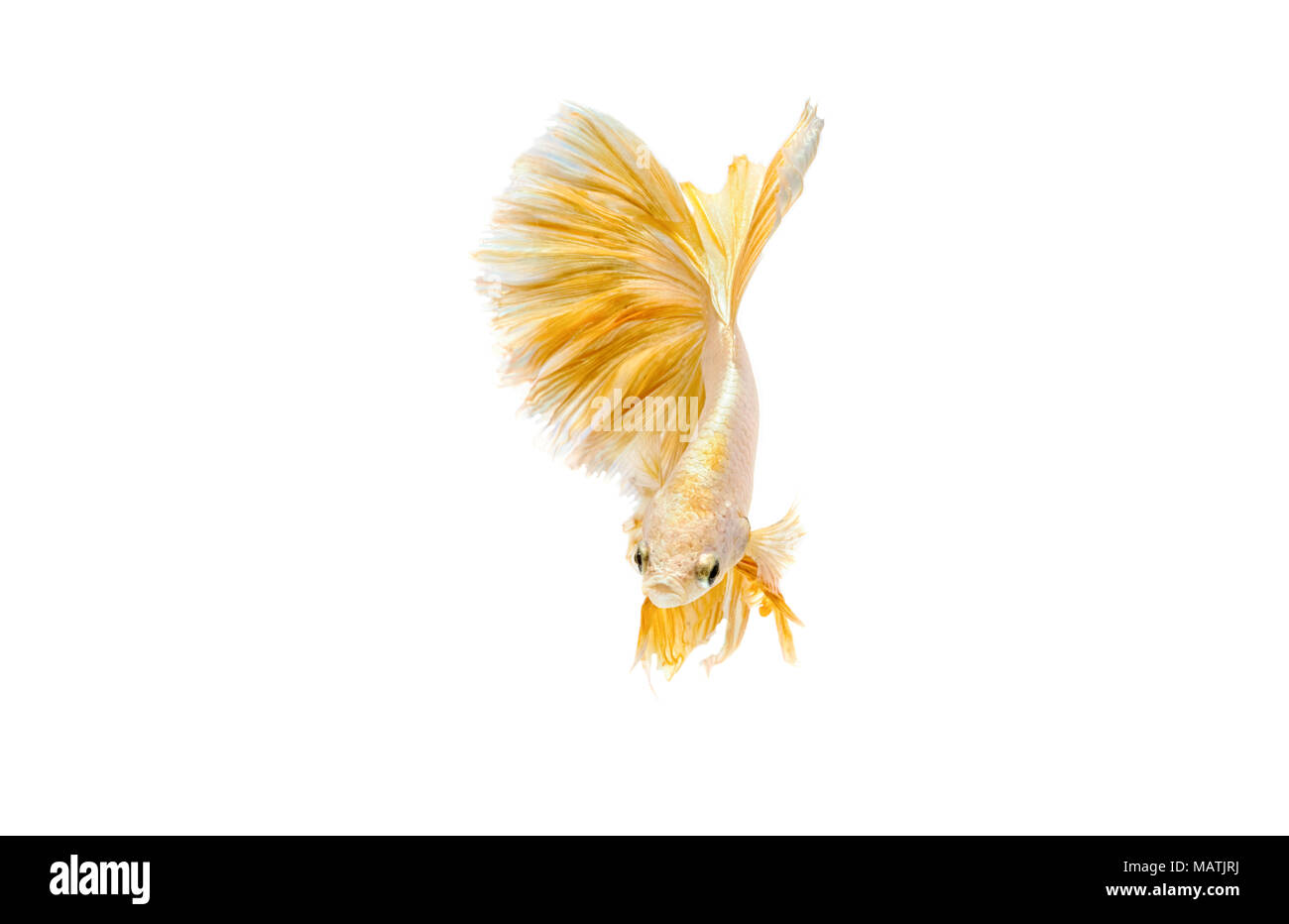Moving moment of gold siamese fighting fish isolated on white ...
