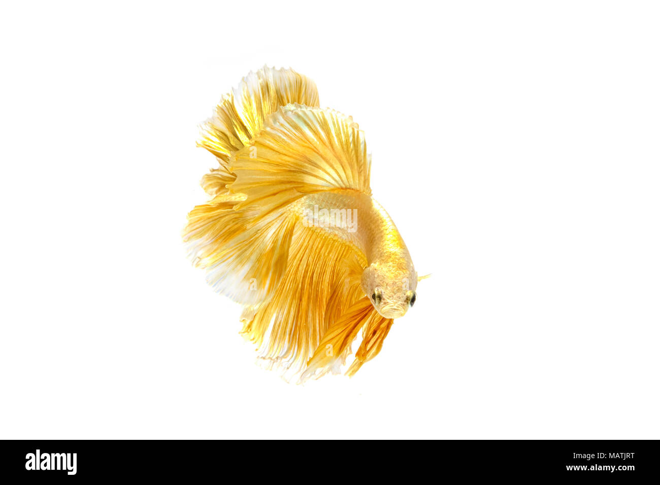 Dragon gold fish hi-res stock photography and images - Alamy