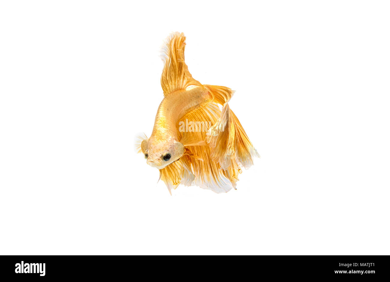Moving moment of gold siamese fighting fish isolated on white ...