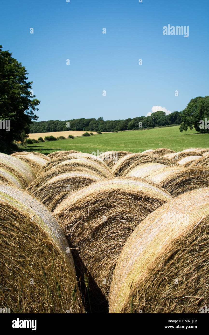 Haystacks in a field Stock Photo - Alamy