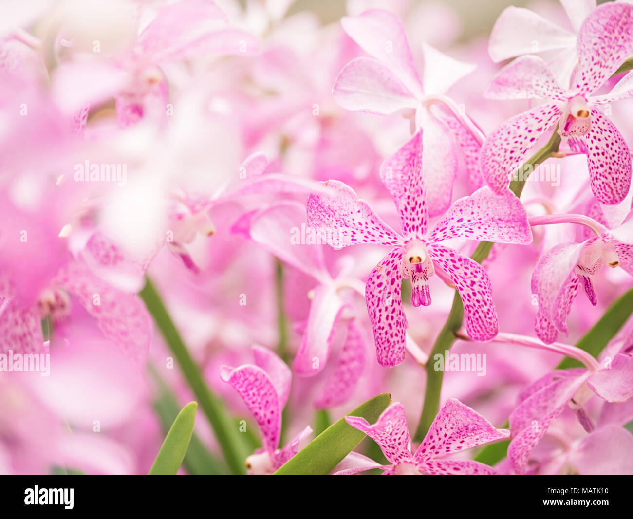 Mokara pink orchid hi-res stock photography and images - Alamy