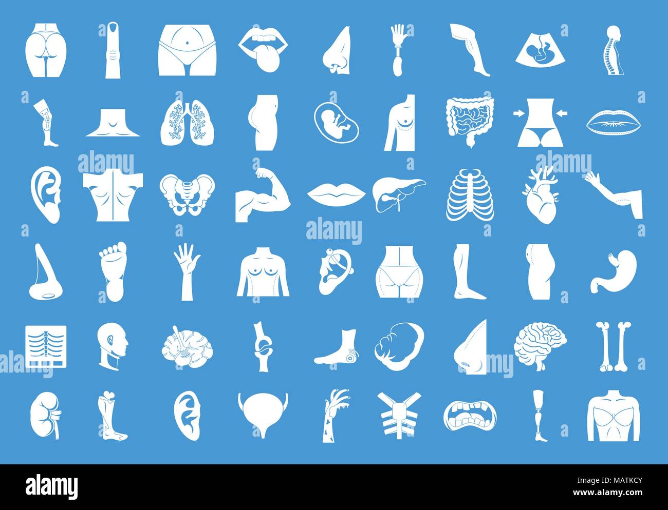 Liver human autopsy hi-res stock photography and images - Alamy