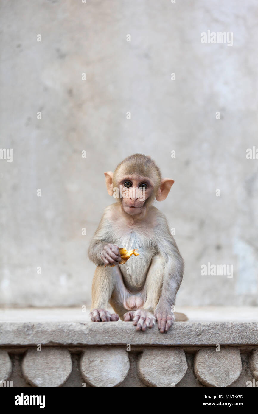 A baby monkey eats an orange at the Galta Ji Monkey Temple, Jaipur ...