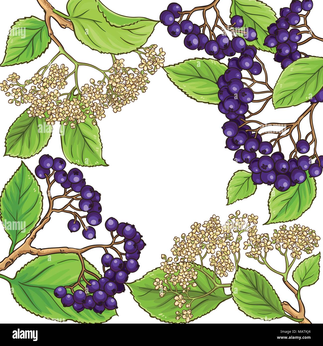 Black rowan berries on Stock Vector Images - Alamy