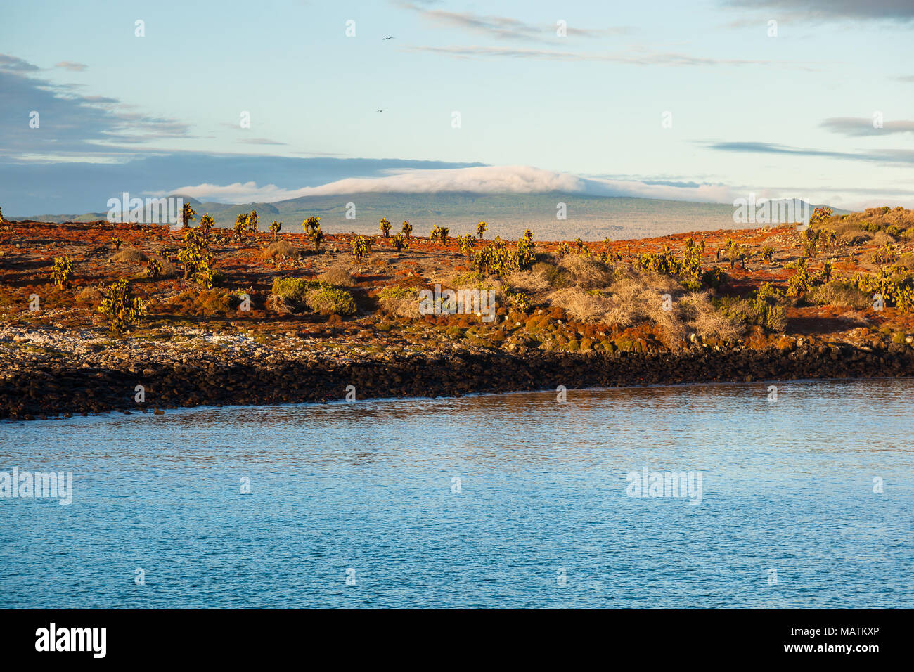 Plaza sur isla ecuador hi-res stock photography and images - Alamy
