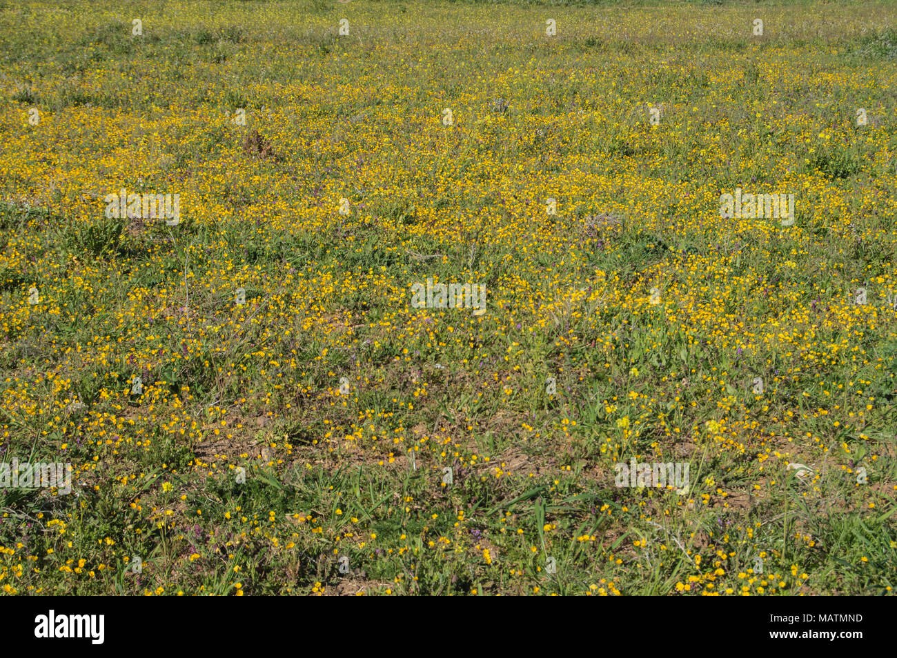 Spring flowers spain hi-res stock photography and images - Alamy