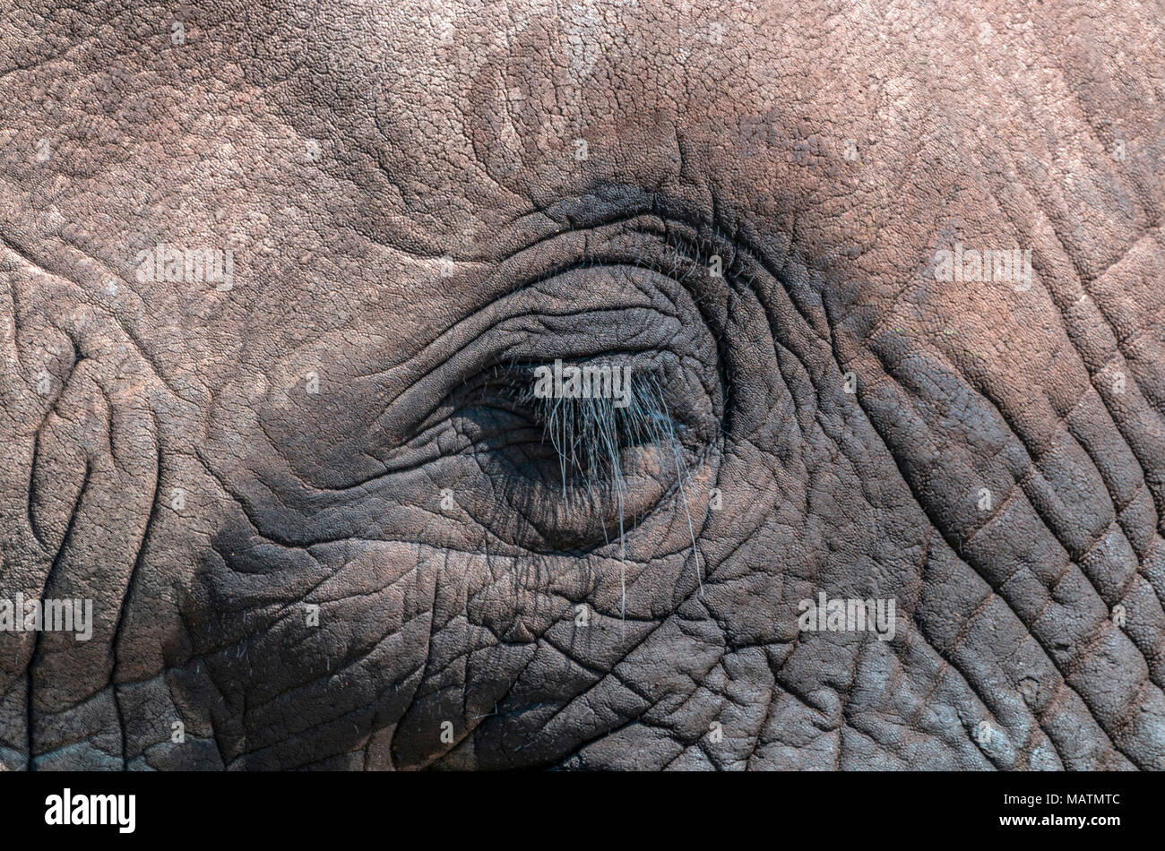 Skin of head hi-res stock photography and images - Alamy