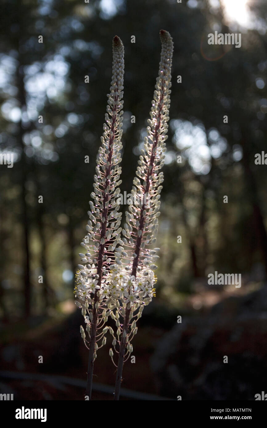 Red squill hi-res stock photography and images - Alamy