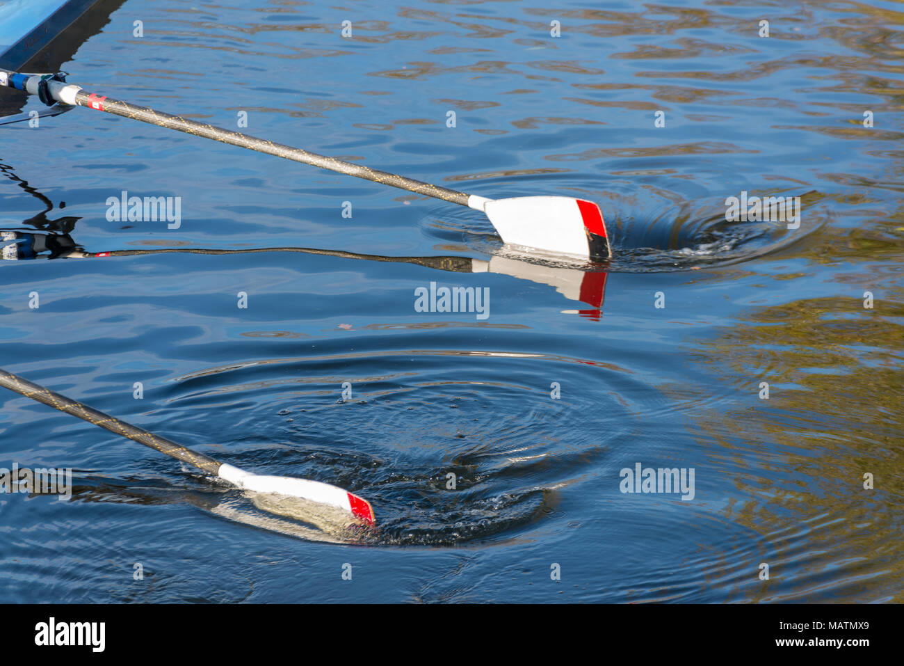Ladies 8 rowing team with blades dipping into river Avon Stock Photo ...