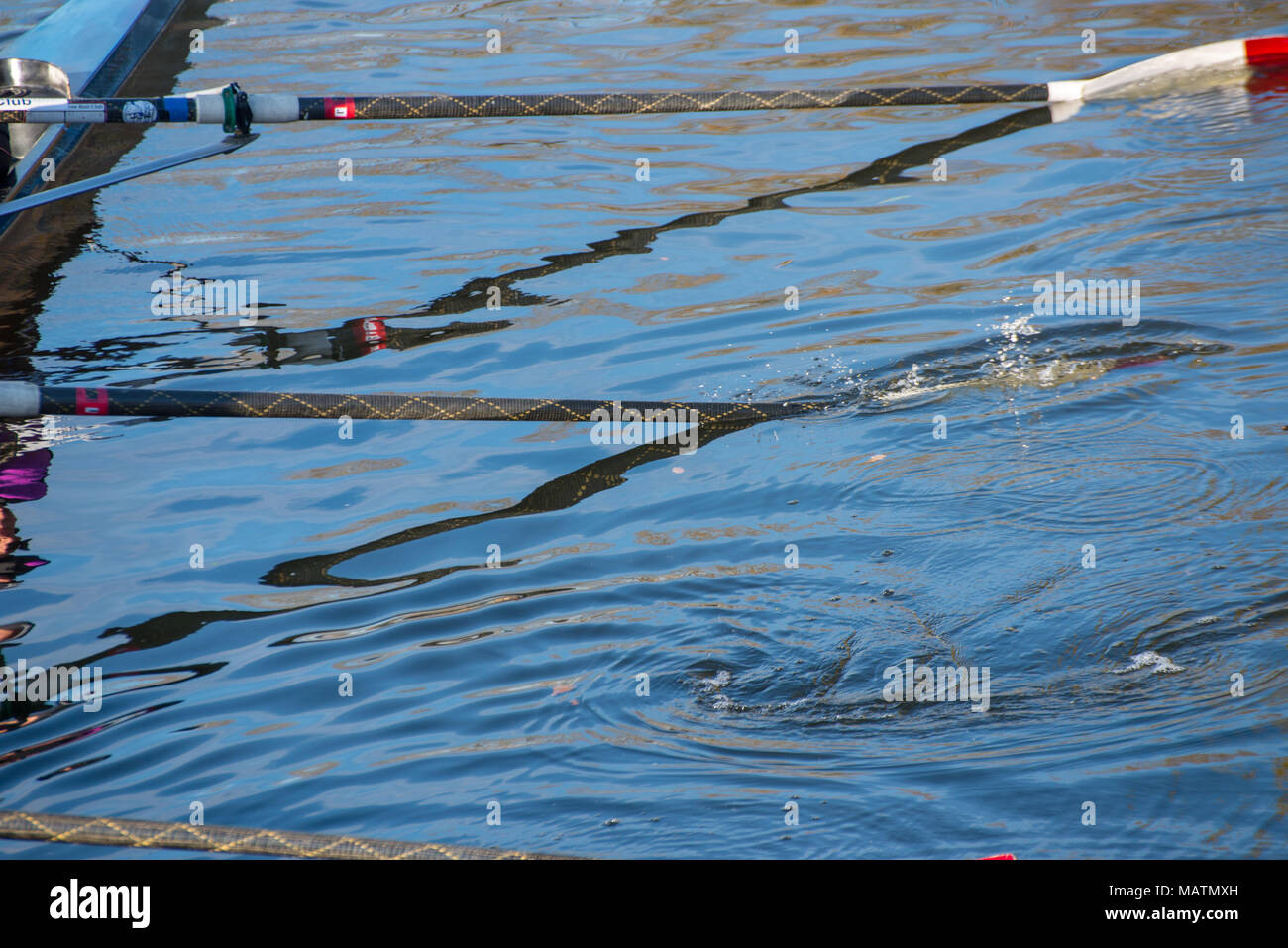 Ladies 8 rowing team with blades dipping into river Avon Stock Photo ...