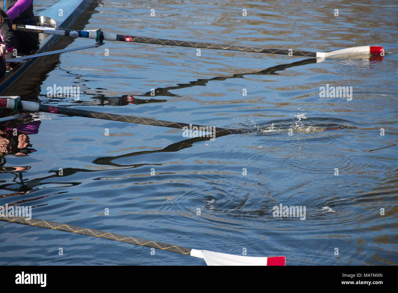 Ladies 8 rowing team with blades dipping into river Avon Stock Photo ...