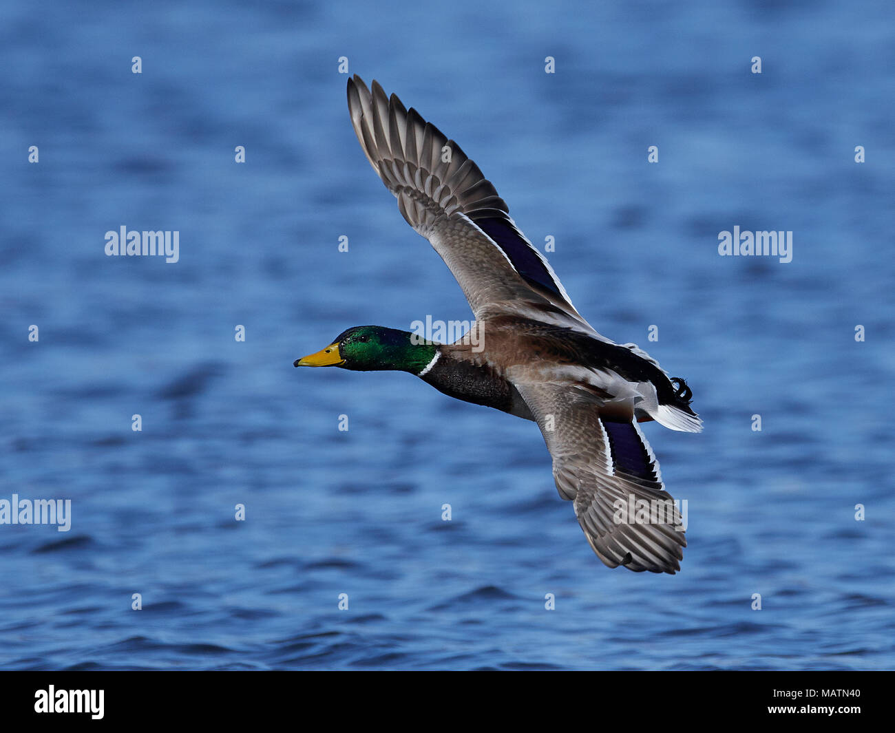 Mallard in flight in its natural habitat in Denmark Stock Photo - Alamy