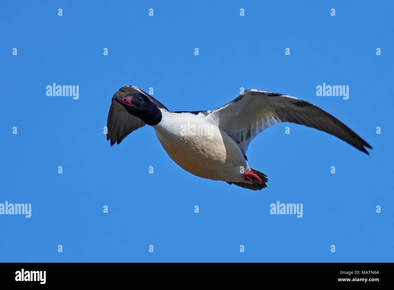 Common goosander in flight with blue skies in the background Stock ...