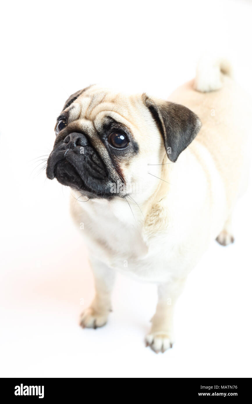 Light fawn pug in a studio with a white background Stock Photo - Alamy