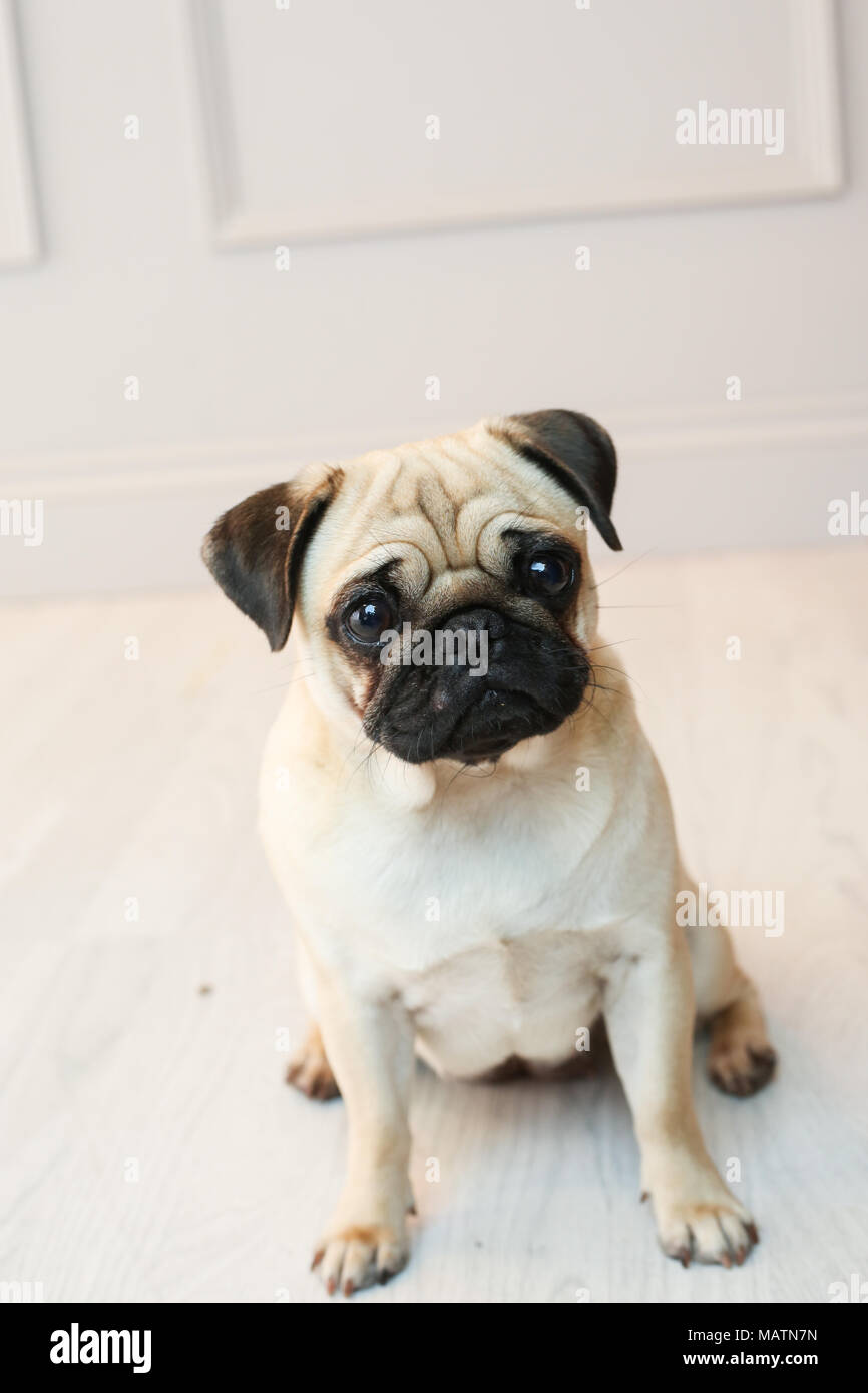 Light fawn pug in a studio with a white background Stock Photo - Alamy