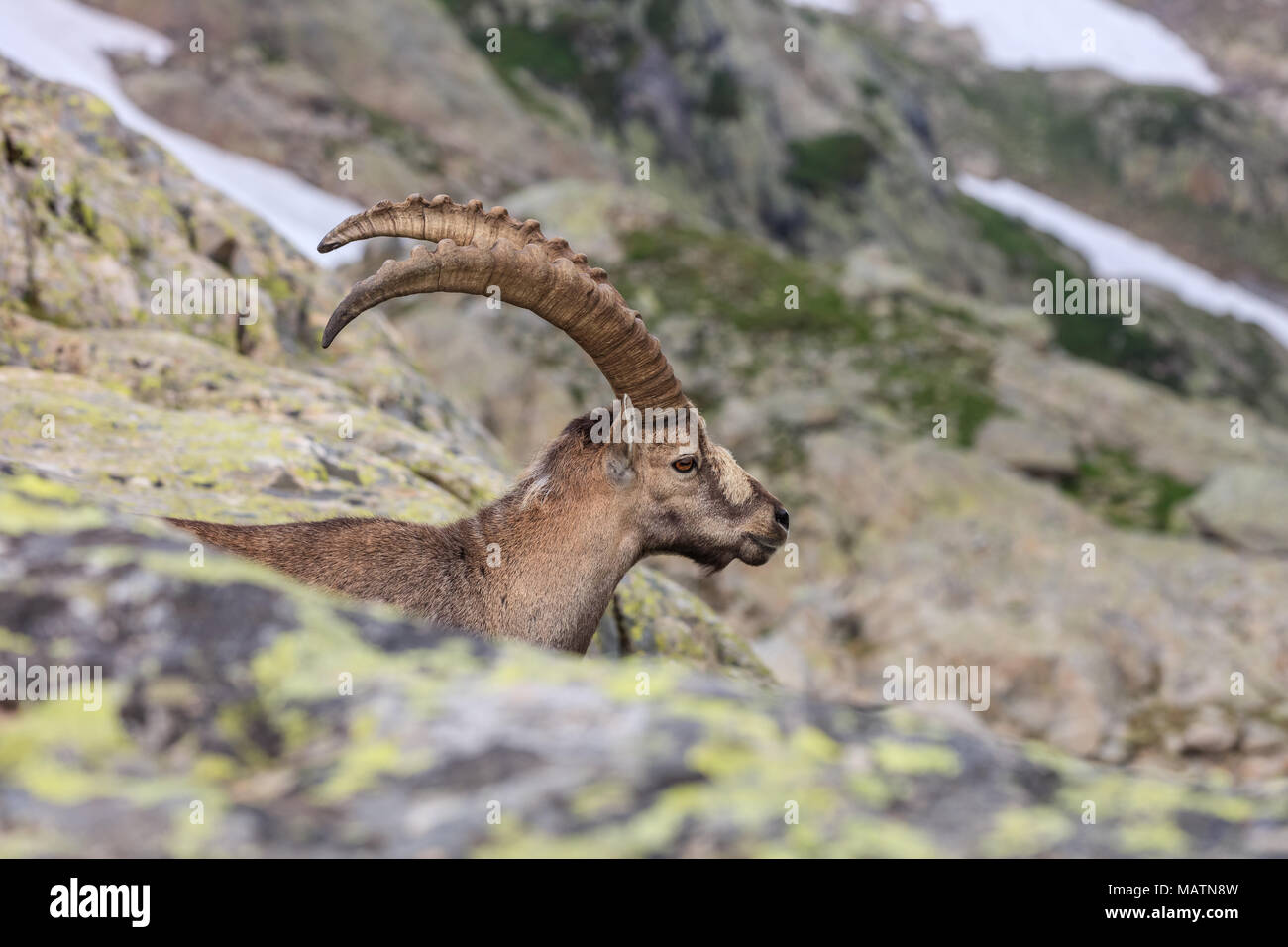 French alpine goat hi-res stock photography and images - Alamy