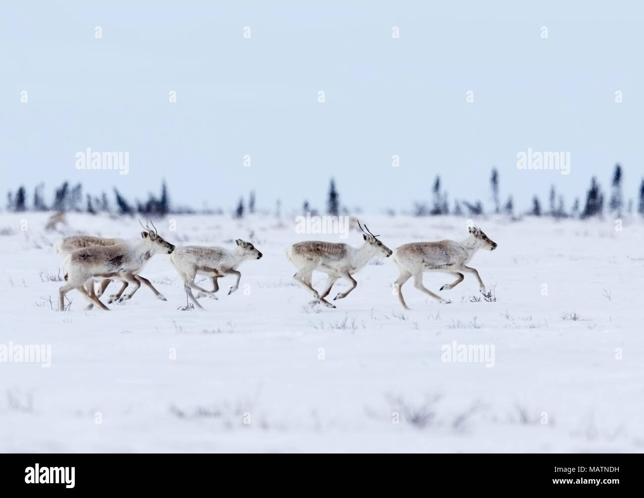 Caribou rangifer tarandus herd running hi-res stock photography and ...